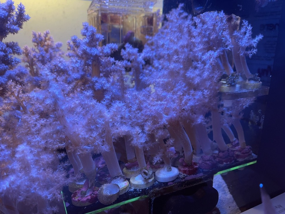 UC Koji Wada Japanese Pink Nepthea Nep Softie Coral Reef Tank ~ FREE ...