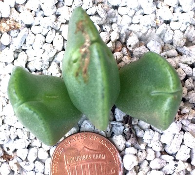 Mesembs Plant--Conophytum hanae ‘tomasi’ Sterkstroom--Flat! | eBay