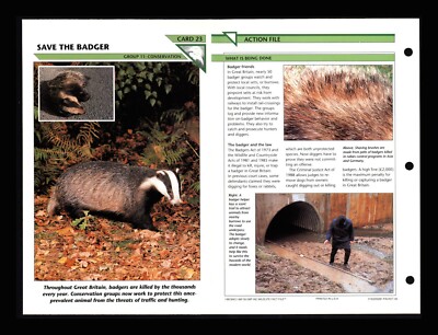 Save the Badger Wildlife Fact File Card Conservation Home School 11.23 ...
