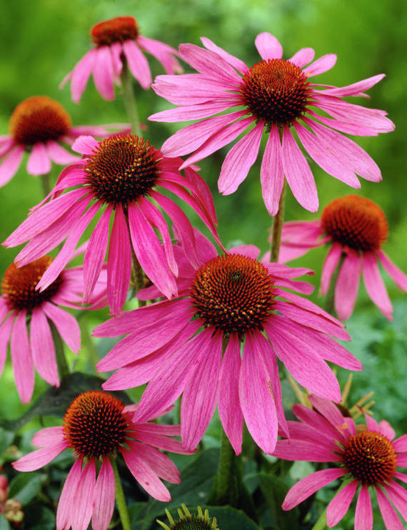 Cone Flowers Perennials