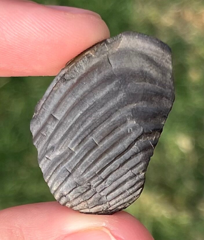 New York Fossil Bivalve Devonian Age | eBay