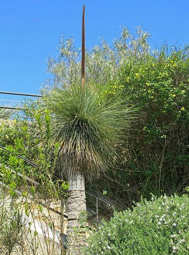Xanthorrhoea preissii | Balga | Western Australian Grass Tree | 10 ...