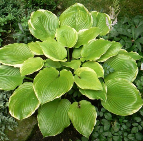 GIANT Hosta *WINTER SNOW* Very Large Light Green Leaf has White Edge ...