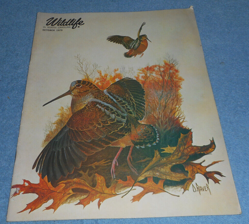 Wildlife In North Carolina Magazine October 1975 American Woodcock Bird ...