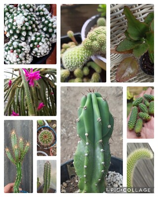 Cactus Cacti Lot 3. 6 fresh *cuttings* Echinopsis Pad Mammillaria Cereus | eBay Australia