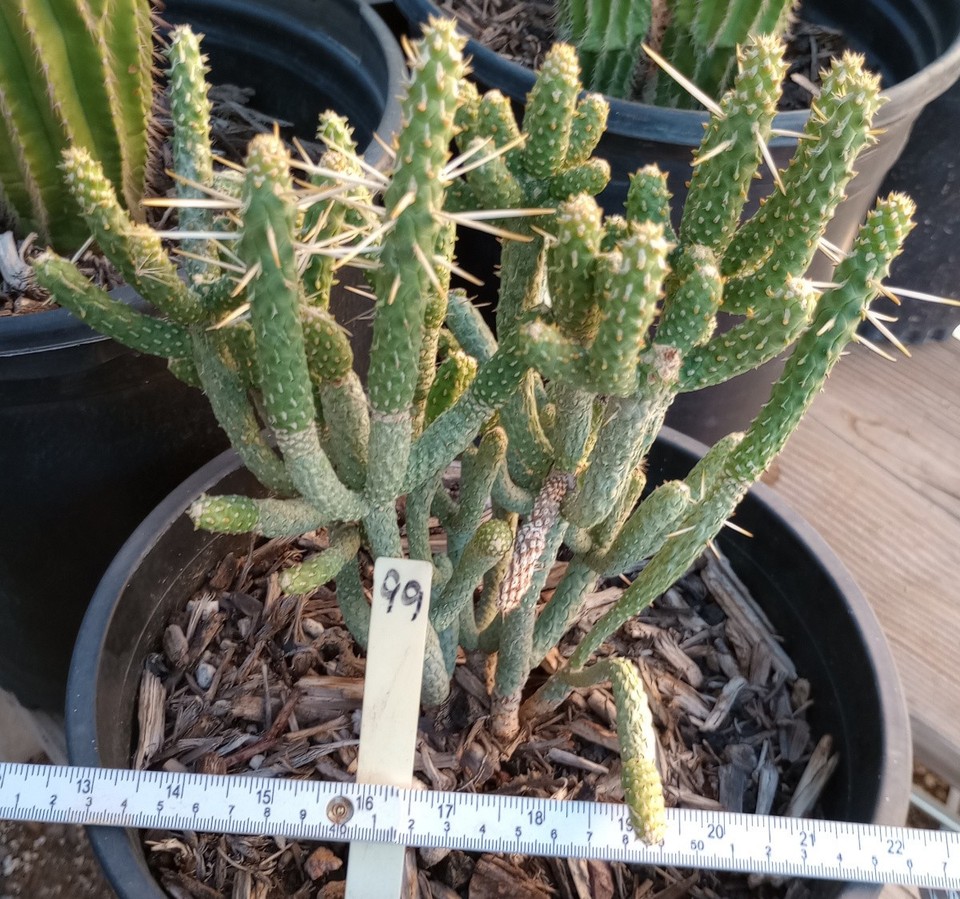 Cylindropuntia ramossisima Diamond Cholla Cactus Whole Plant All ...