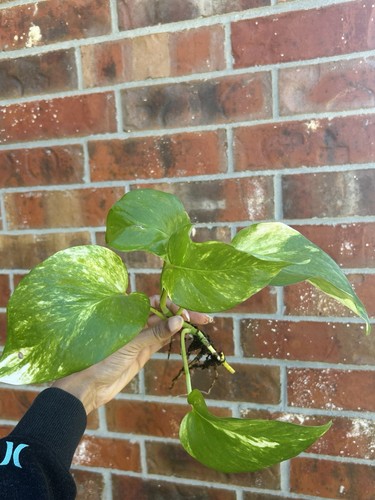 (5) Rooted Giant Variegated Golden Hawaiian Pothos Cuttings W/Roots ...