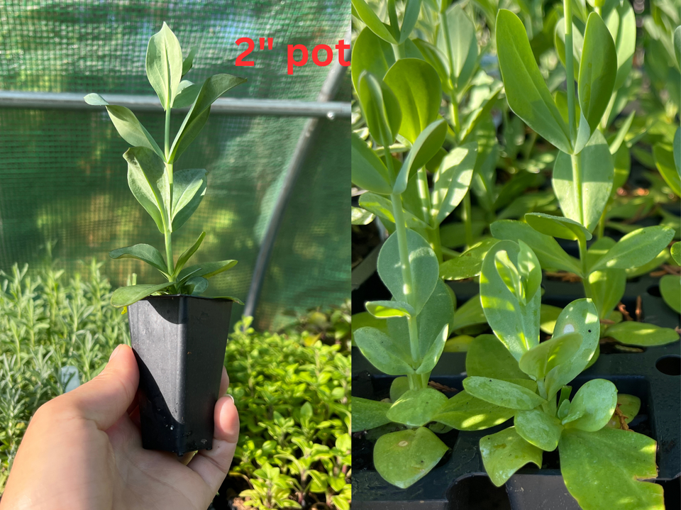 Lisianthus Live Plant, Well Rooted Plugs, Wonderful Color Collections ...