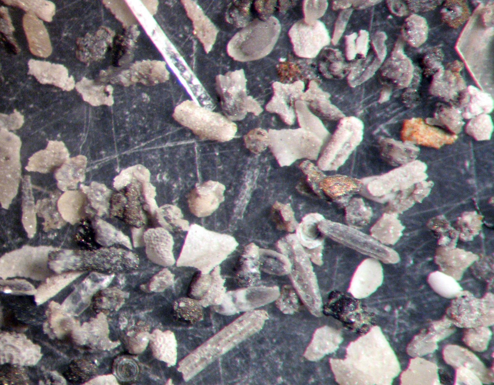 Jurassic Blue Lias microfossil slide ostracod foraminifera Fretherne ...