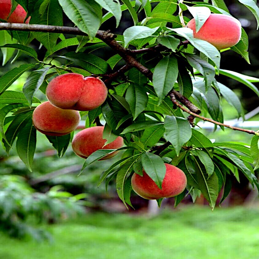 Peach Tree Seeds Dwarf Loring NEMAGUARD (Prunus persica) Fast Hardy ...