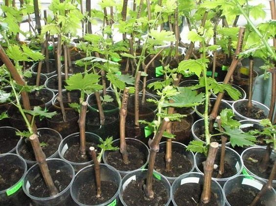 5+ Cutting Kyoho Grape Stem (Vitis vinifera) Fresh Cut | eBay