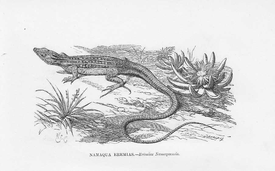 Snake-Eyed Ophisops Elegans Woodcut From 1863 Lizard Eremias Liza | eBay