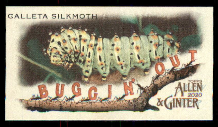 2020 Topps Allen & Ginter Buggin' Out Mini #MBO-8 Calleta Silkmoth SP ...