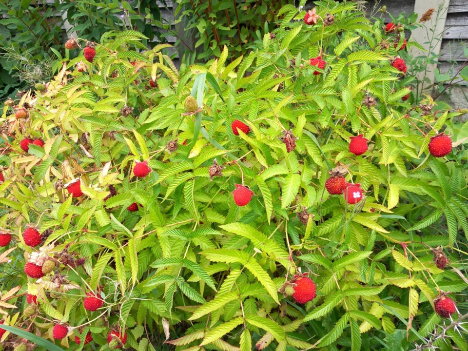 1* POTTED Rare Japanese Balloon Berry - Rubus Illecebrosus! Delicious ...