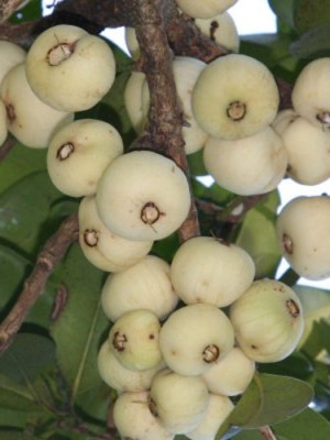 COOLAMON – SYZYGIUM MOOREI – RAINFOREST BUSH TUCKER *ENDANGERED SP ...