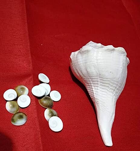 Dakshinavarti Shankh Small Conch Shell for Goddess Laxmi & Vishnu Havan ...