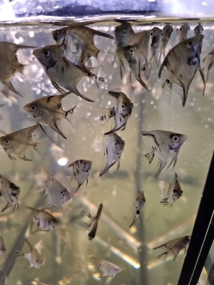 6 Pack Platinum Panda Angel Fish Live Aquarium Tropical 1-2 in Fast ...