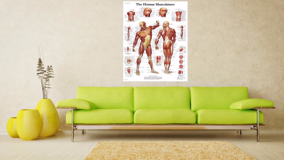 Human Skeleton Anatomy Medical Poster A0-A1-A2-A3-A4-A5-A6-MAXI 333 | eBay
