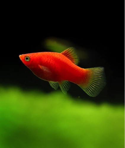 3 Coral Red Platy– Live Freshwater Aquarium Fish | eBay