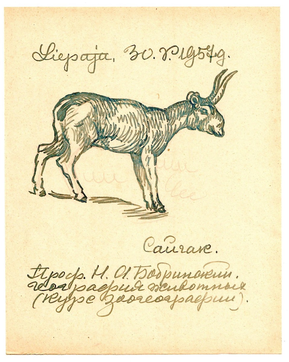Saiga Antelope Drawing Saiga Antelope Mammal Superhive (formerly