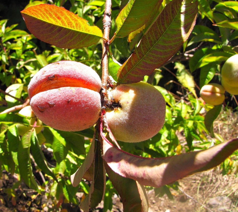 Nemaguard Peach Tree Seeds - For 2025 Planting Prunus Persica Peaches ...