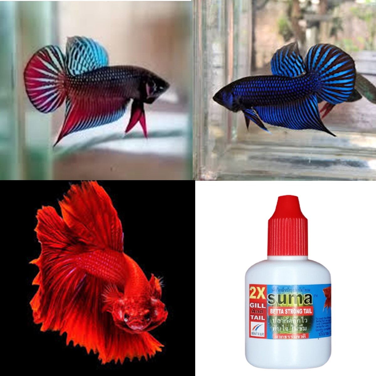 Gill and Tail Vigorous Fighting Fish Betta Stronger Faster Enhancing ...