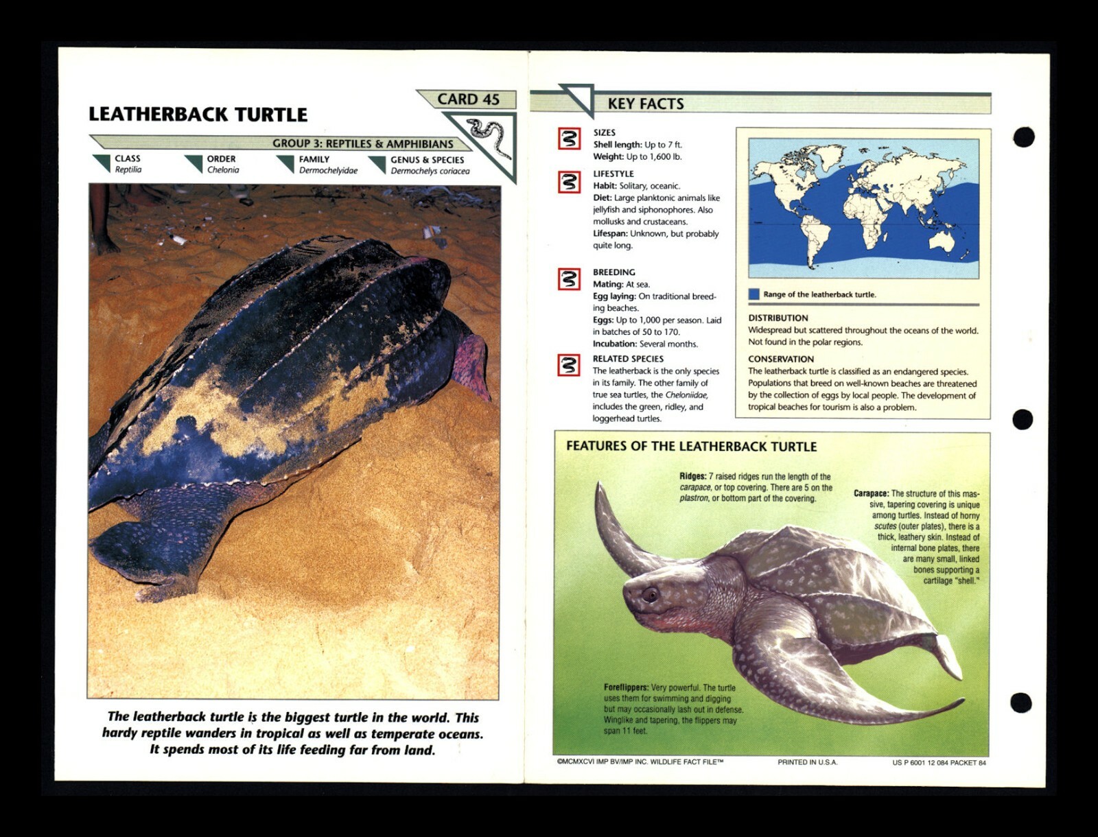 Leatherback Turtle Wildlife Fact File Reptile Animal Card Home School ...