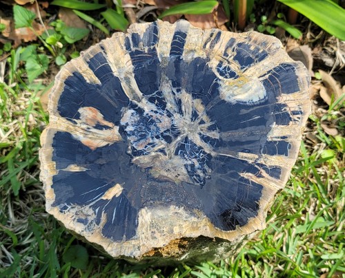 9.5" Hermanophyton Owensii Log Mc Elmo Creek Colorado Rare Fern | eBay