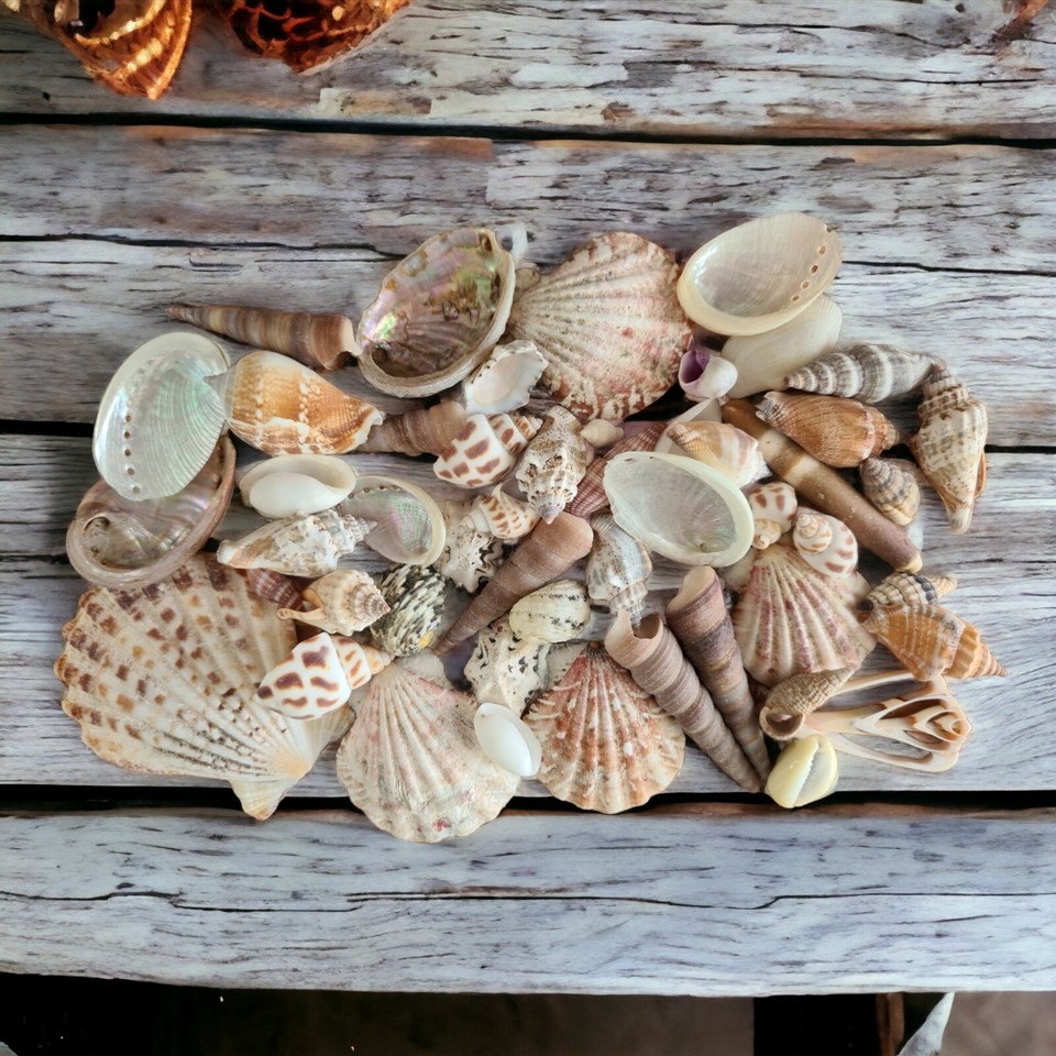 Mixed Sea Shells Beach Craft Coastal Chic Decor Aquarium Fish Tank ...