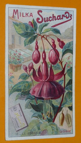 CHROMO 1900-1910 CHOCOLAT SUCHARD NEUCHATEL SUISSE FUSCHIA FLEUR ...