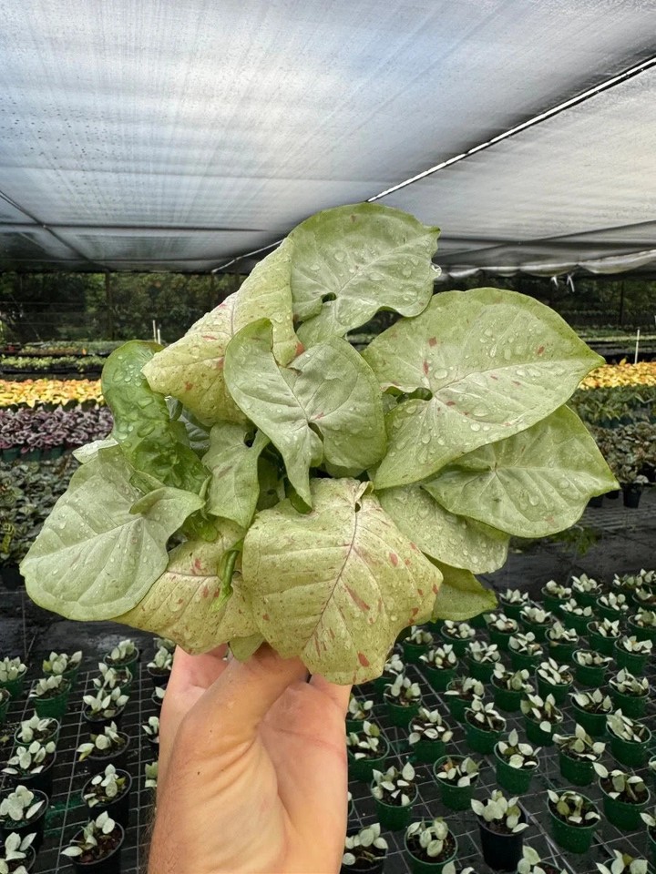 Syngonium Milk Confetti Plant - Unique Arrow Head Shape Leaf | Live ...