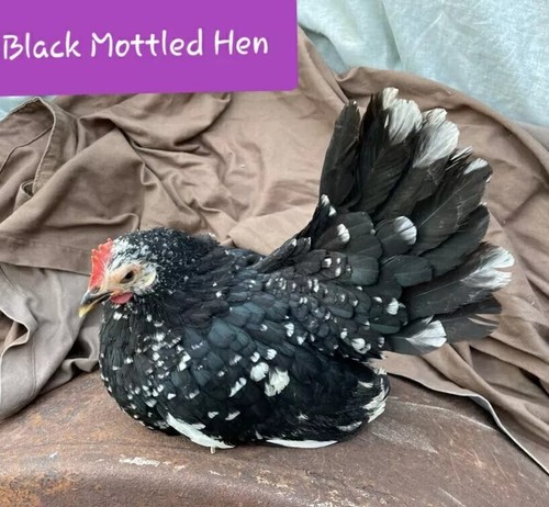 3+ Japanese Bantam Chicken Hatching Eggs MIXED COLORS Frizzle & Smooth Feathered | eBay