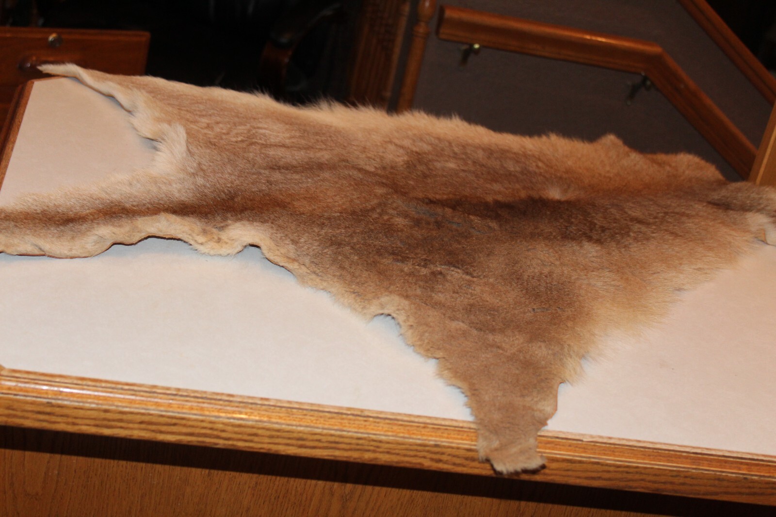Australian Kangaroo Wallaby Rug Mount Tanned Leather Taxidermy Fur Hide ...