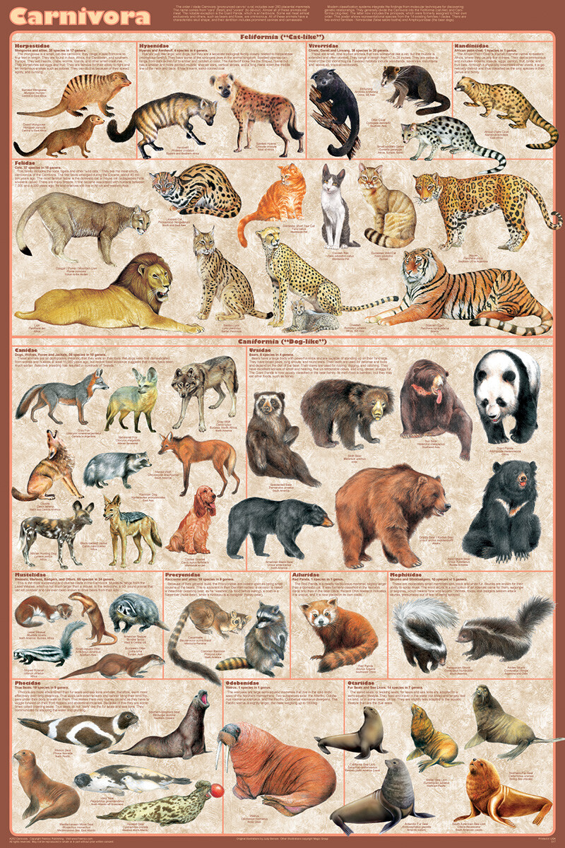 Carnivorous Animals Drawing My Carnivores Animals Drawing. More