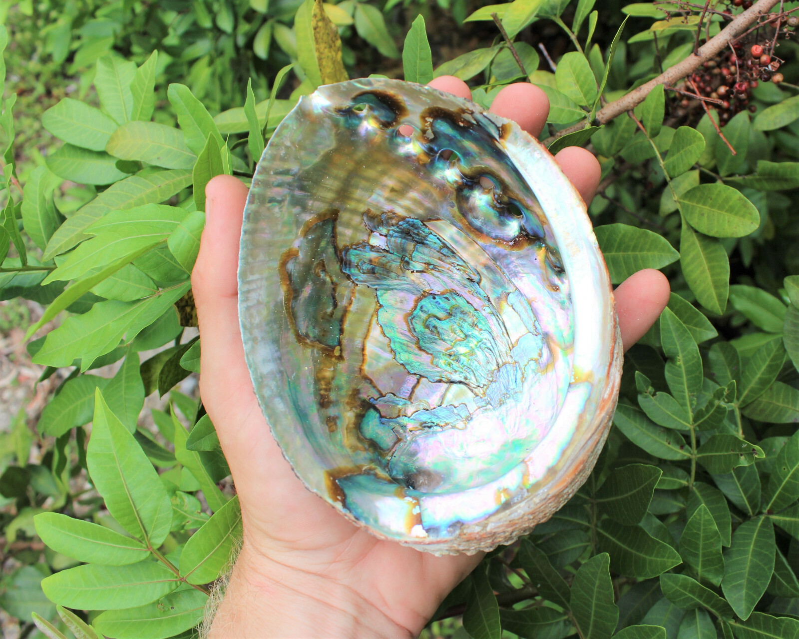 Smudge Kit: Abalone Shell, 6" Stand, Sage Smudge Stick PLUS Directions ...