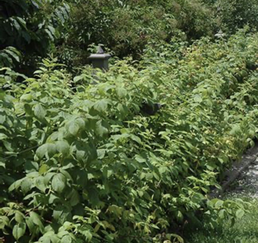 Heritage Everbearing Raspberry Plants - Bare Root - (2) Stems With ...