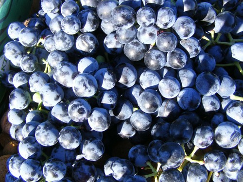 Othello Rebsorte - Grapes - Trauben 25+ Samen - Saatgut - Seeds ...