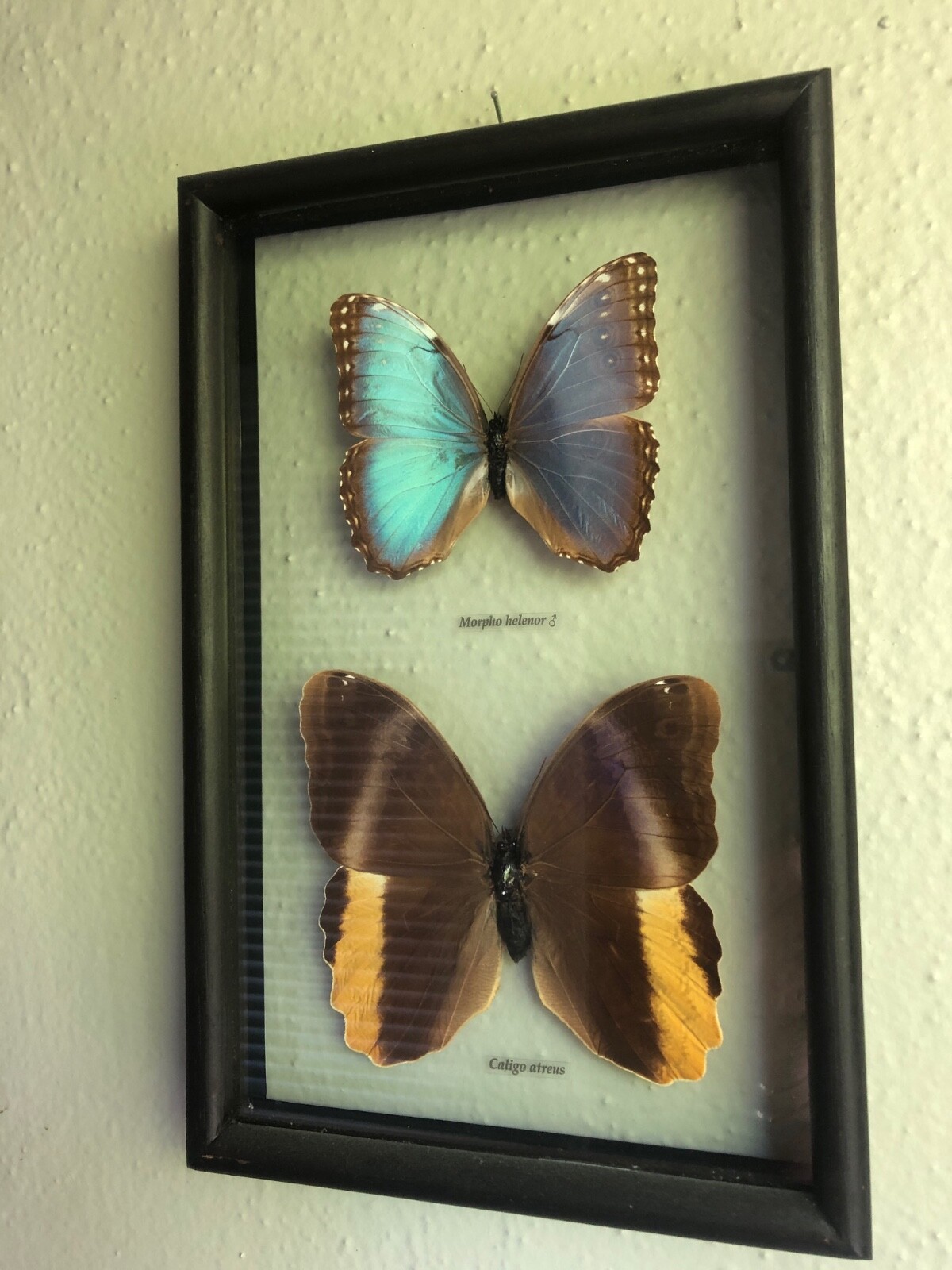 Pair of Costa Rican Butterflies Framed Morpho Helenor & Caligo Atreus ...