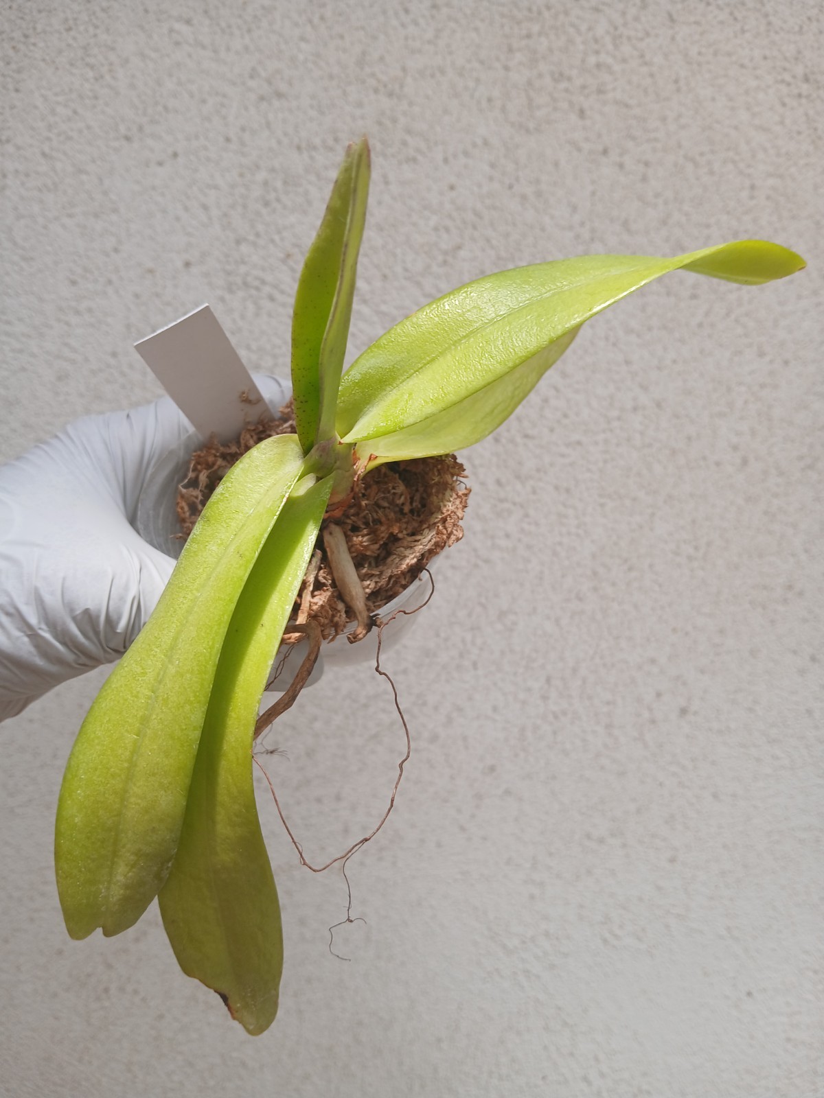 BEAUTIFUL FRAGRANT AERIDES ODORATA ALBA ORCHID SPECIES WHITE VANDA | eBay