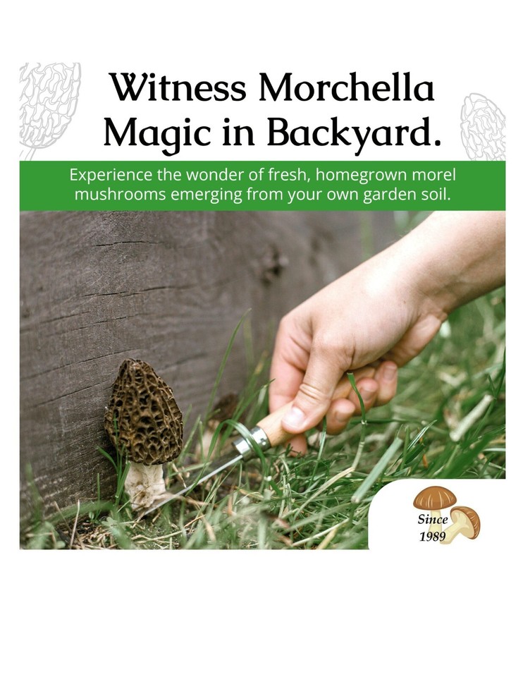 Morel Habitat Kit® FREE SHIPPING - GROW MORELS IN YOUR BACKYARD | eBay