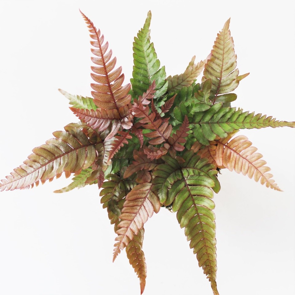 Tricolor Fern - Live Starter Plants in 4 Inch Grower's Pots - Pteris ...