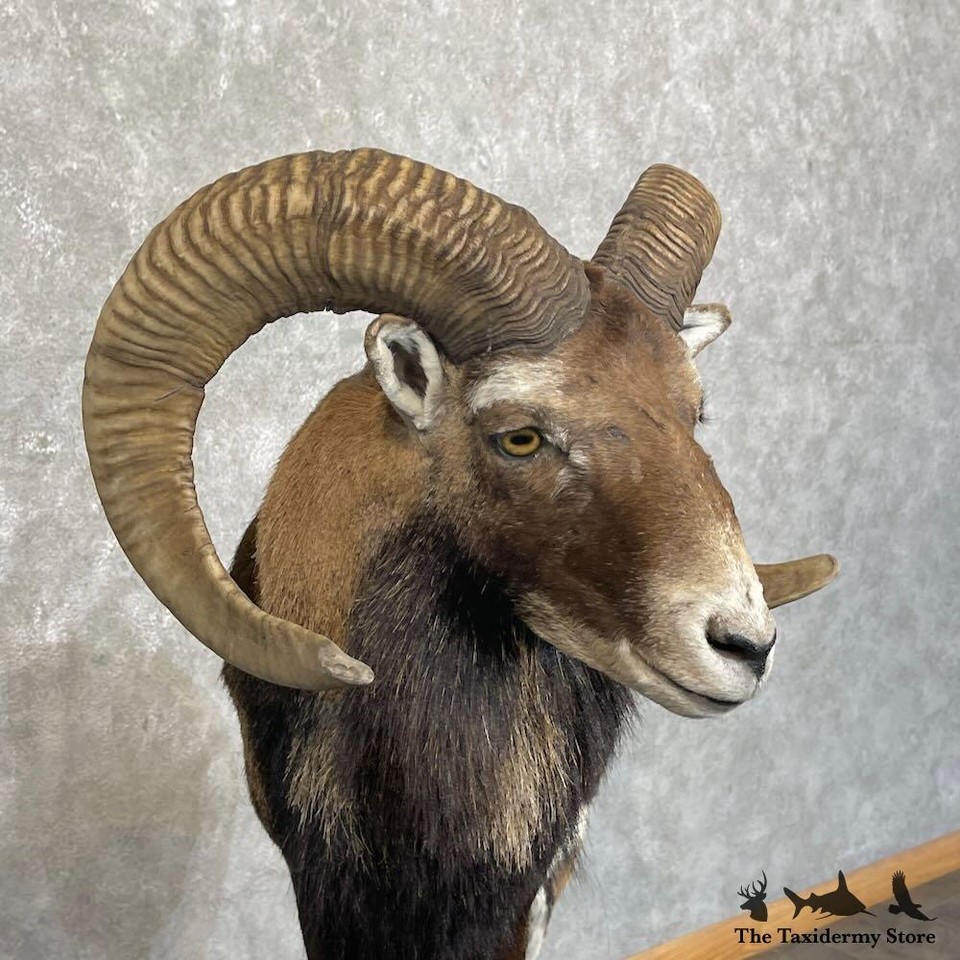 #27734 WC | Iberian Mouflon Ram Life-Size Taxidermy Mount For Sale | eBay