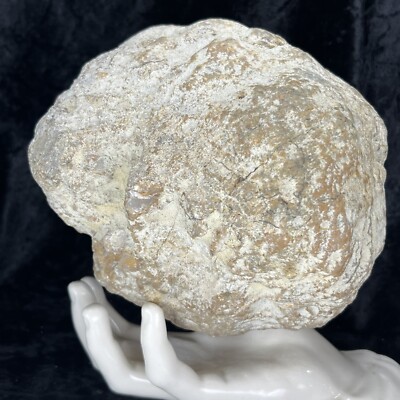 6-1/2” Unopened Geode Agate Rattler Crystal Quartz Cut Break Your ...