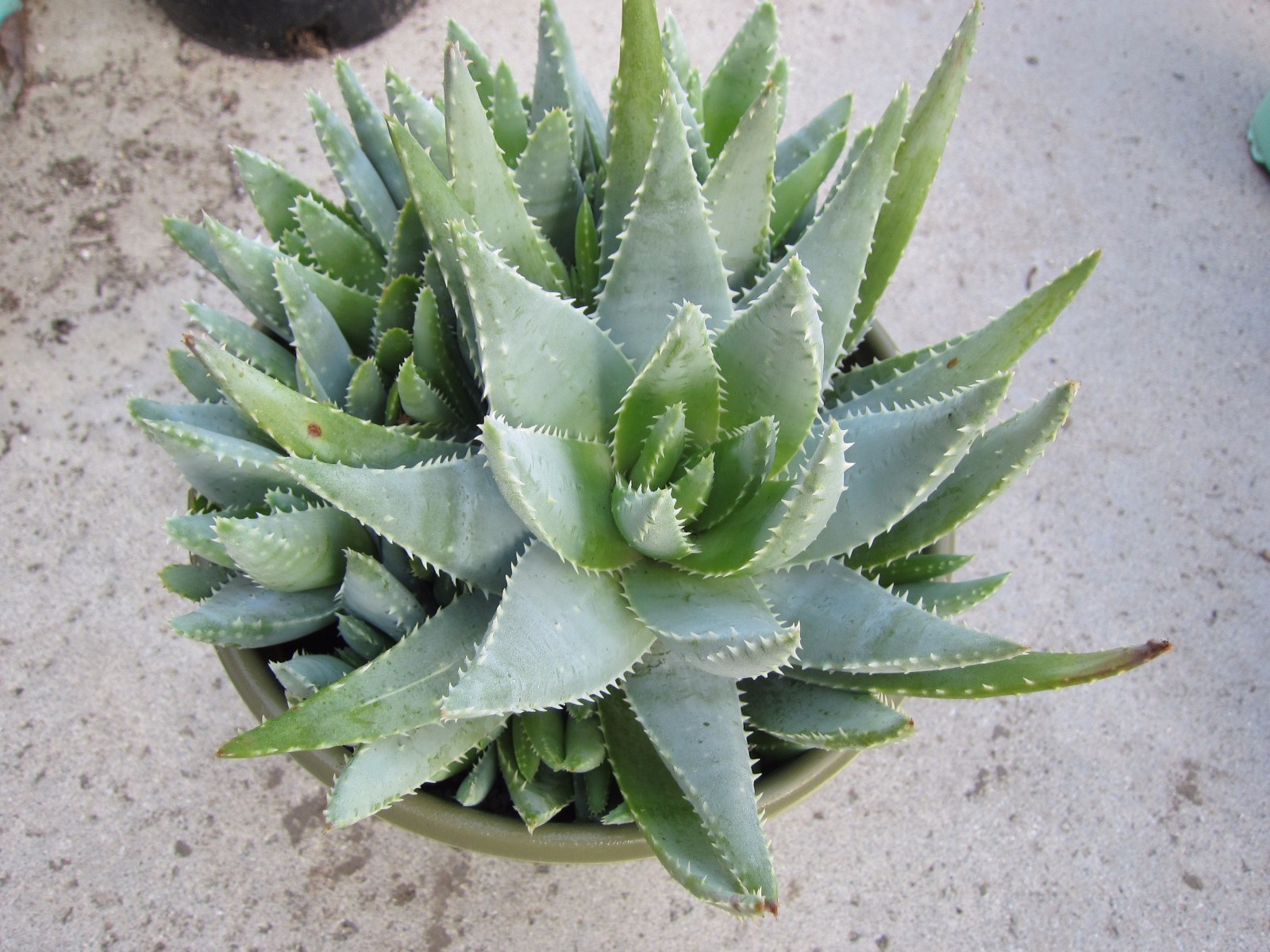 ALOE BREVIFOLIA Alligator Teeth Succulent Rooted Plant Drought Tolerant ...