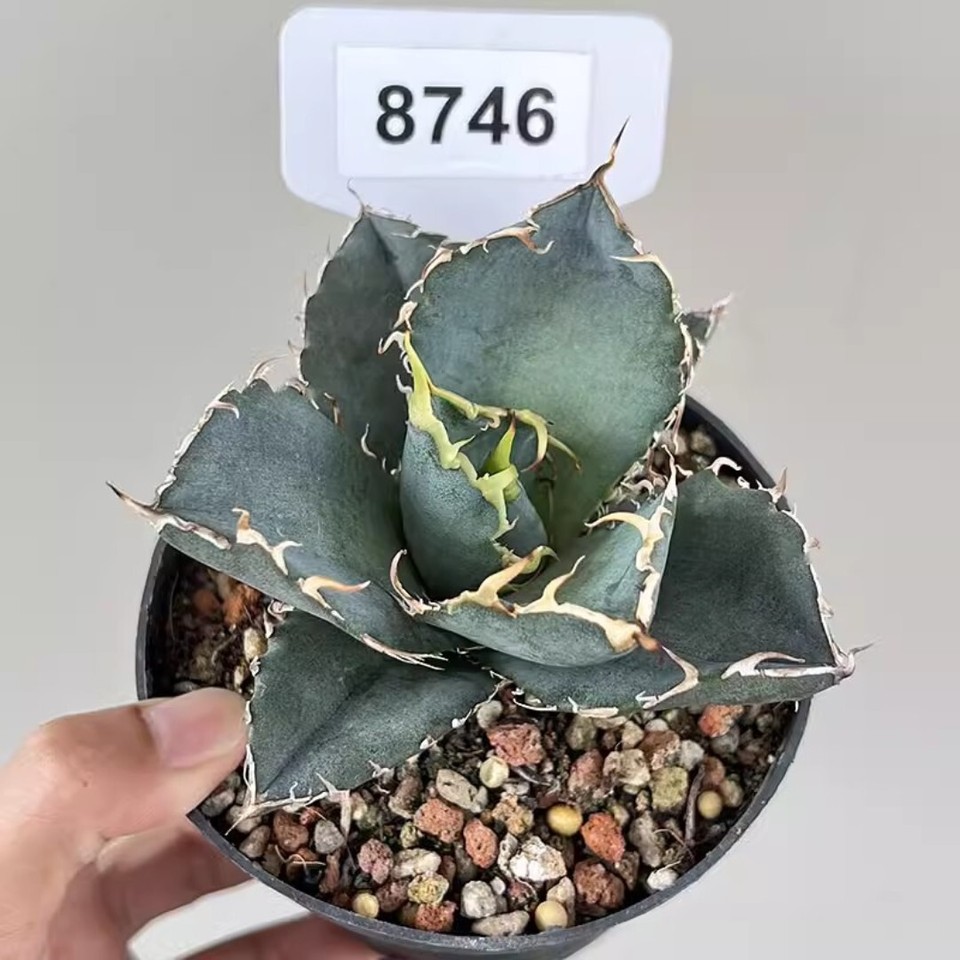 8CM Succulent Plant Agave Titanota Beluga Whale Agavaceae Home Garden ...