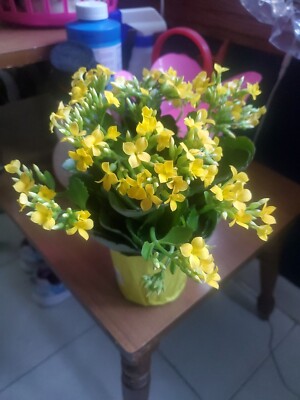 Kalanchoe blossfeldiana 'Calandiva Yellow' 4"Pot Live | eBay