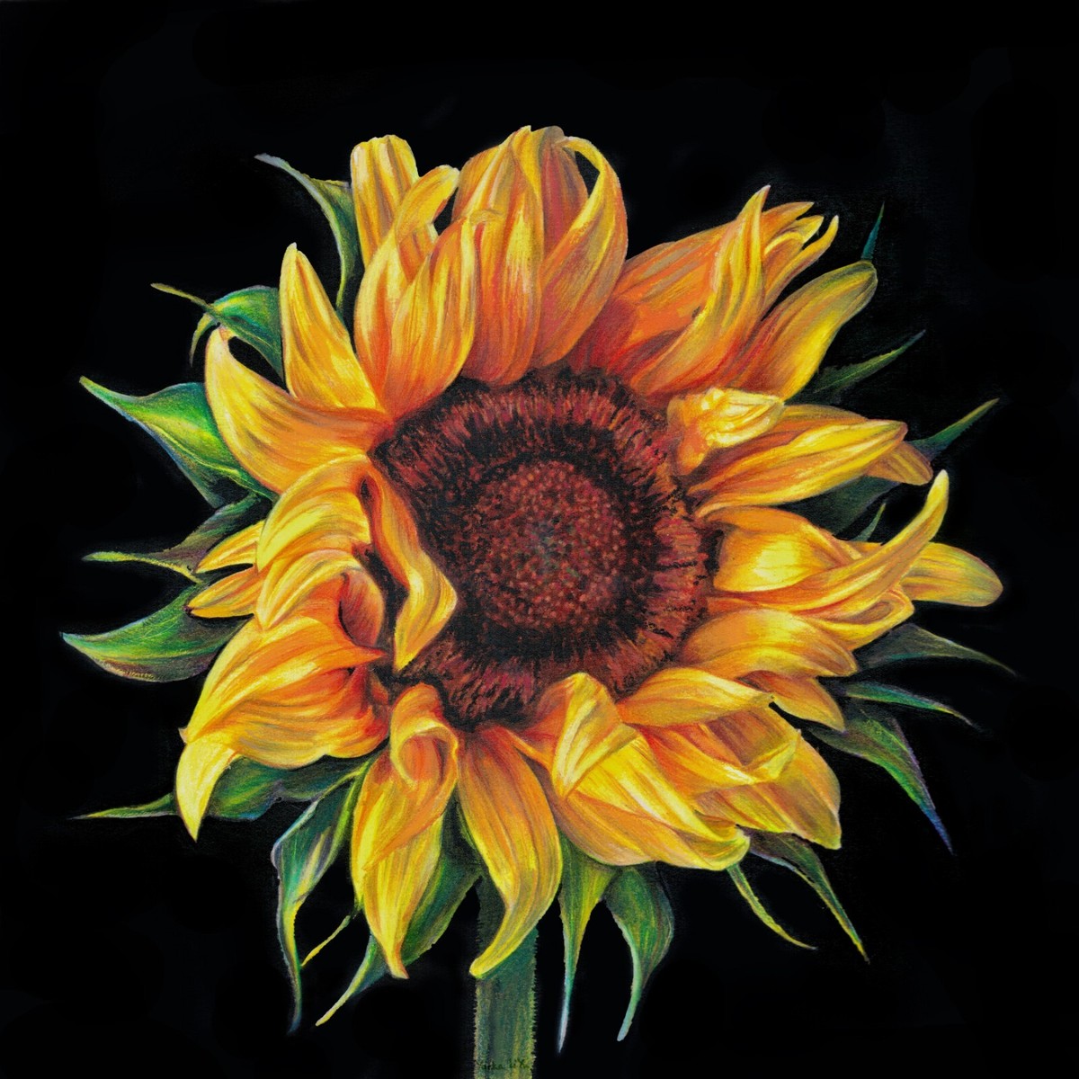 Sunflower Drawing
