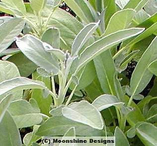 Organic Pure Dried Salvia Meramia Maramia White Saga Herb Israel ...