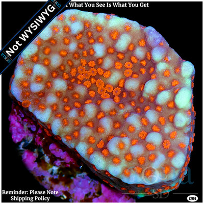 046 AquaSD Live Corals/Frags - Fire Ant Monti - Aqua SD | eBay