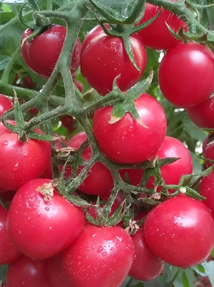 100 Heirloom Large Red Cherry Tomato Seeds - Sweet and Bite Sized ...
